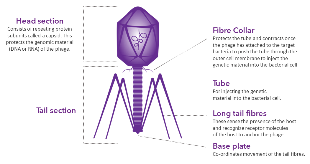 Bacteriophages - Proteon Pharmaceutical